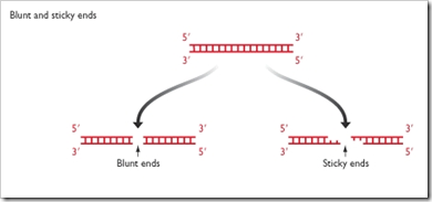 Bioscience Den: Ligation methods in rDNA technology–Part 1